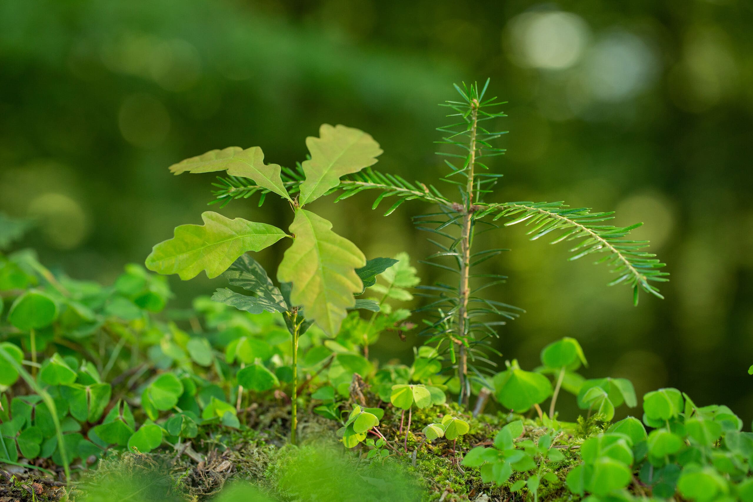 Magazines | VielPfalz